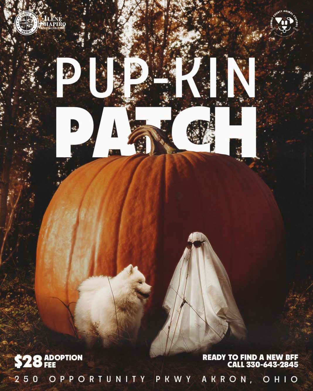 Summit County Launches Month-Long ‘Pup-kin Patch’ Dog Adoption Event - Northeast Ohio News